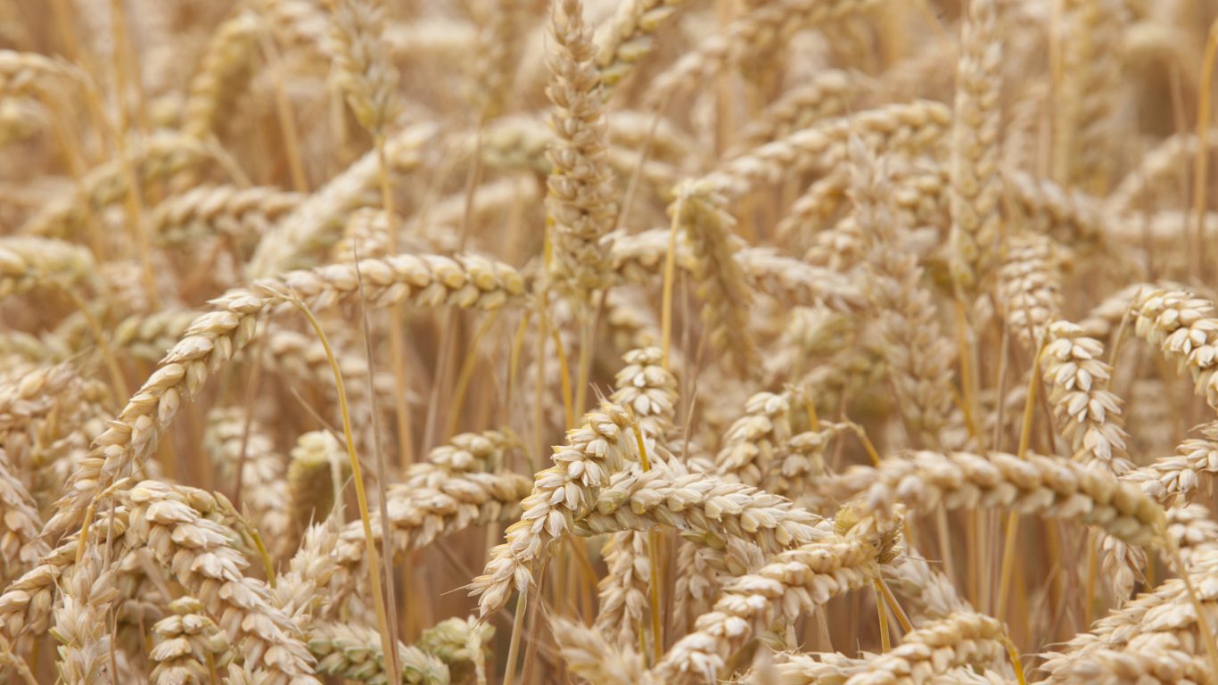 Wheat - Tereos - Tereos