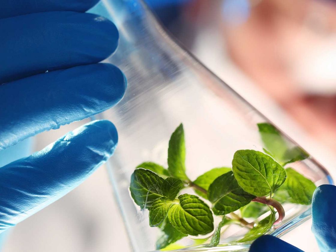 Chimie du végétal et fermentation - Tereos - Tereos