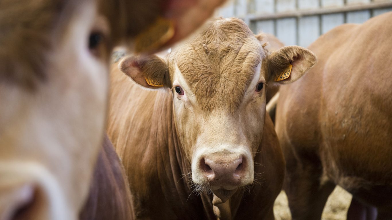 Animal Feed - Tereos - Tereos