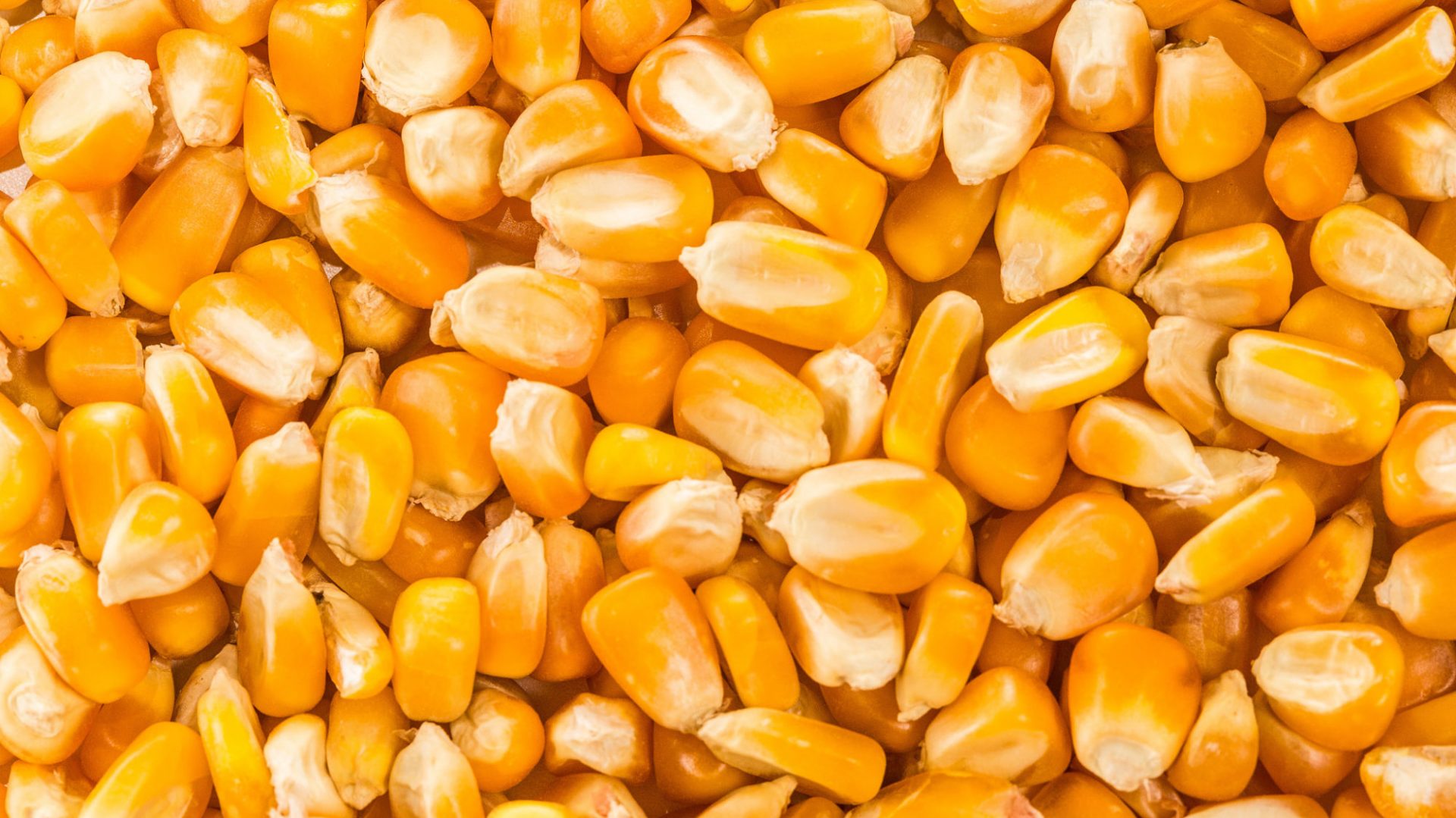 Milho - Tereos - Tereos