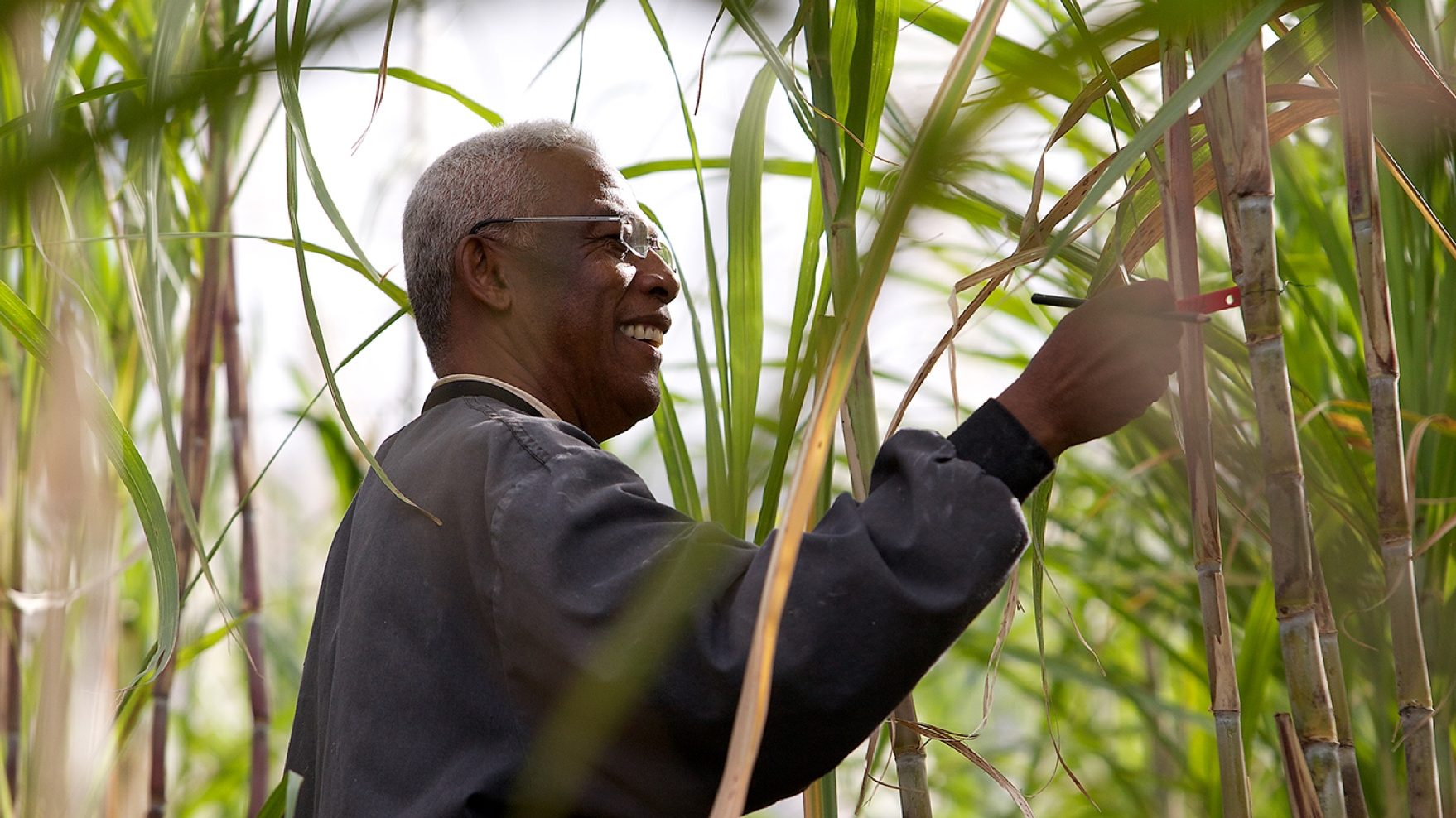 Sugar cane - Tereos - Tereos