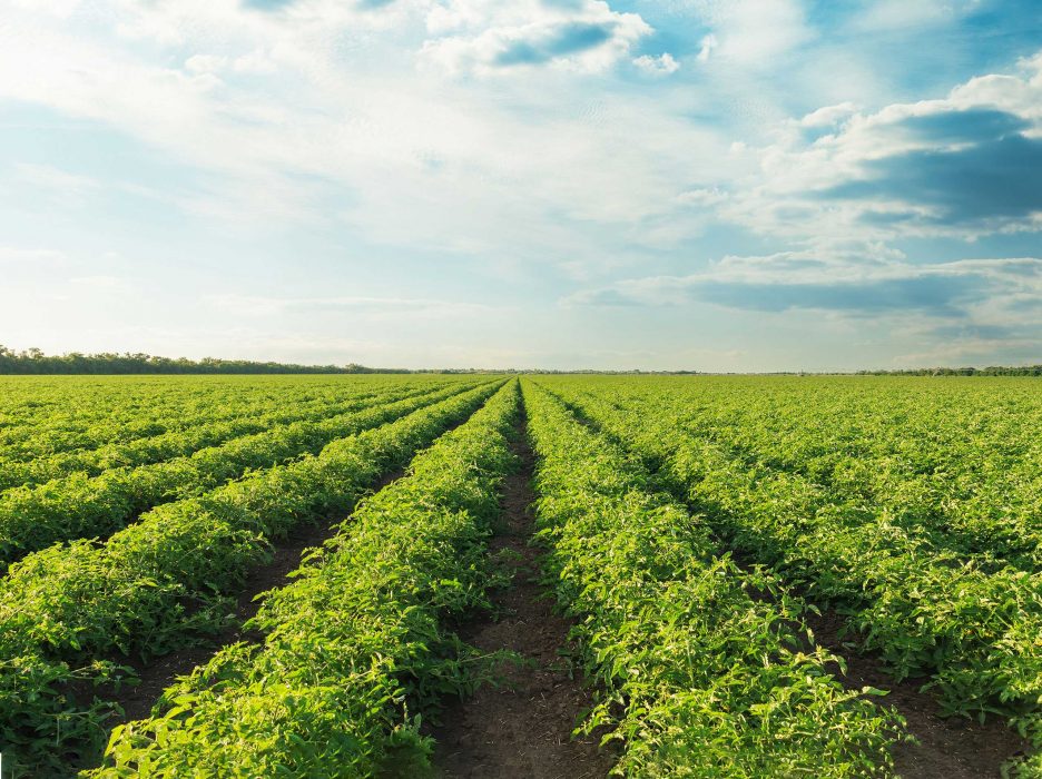 Our expertise serving the quality of our products - Tereos - Tereos