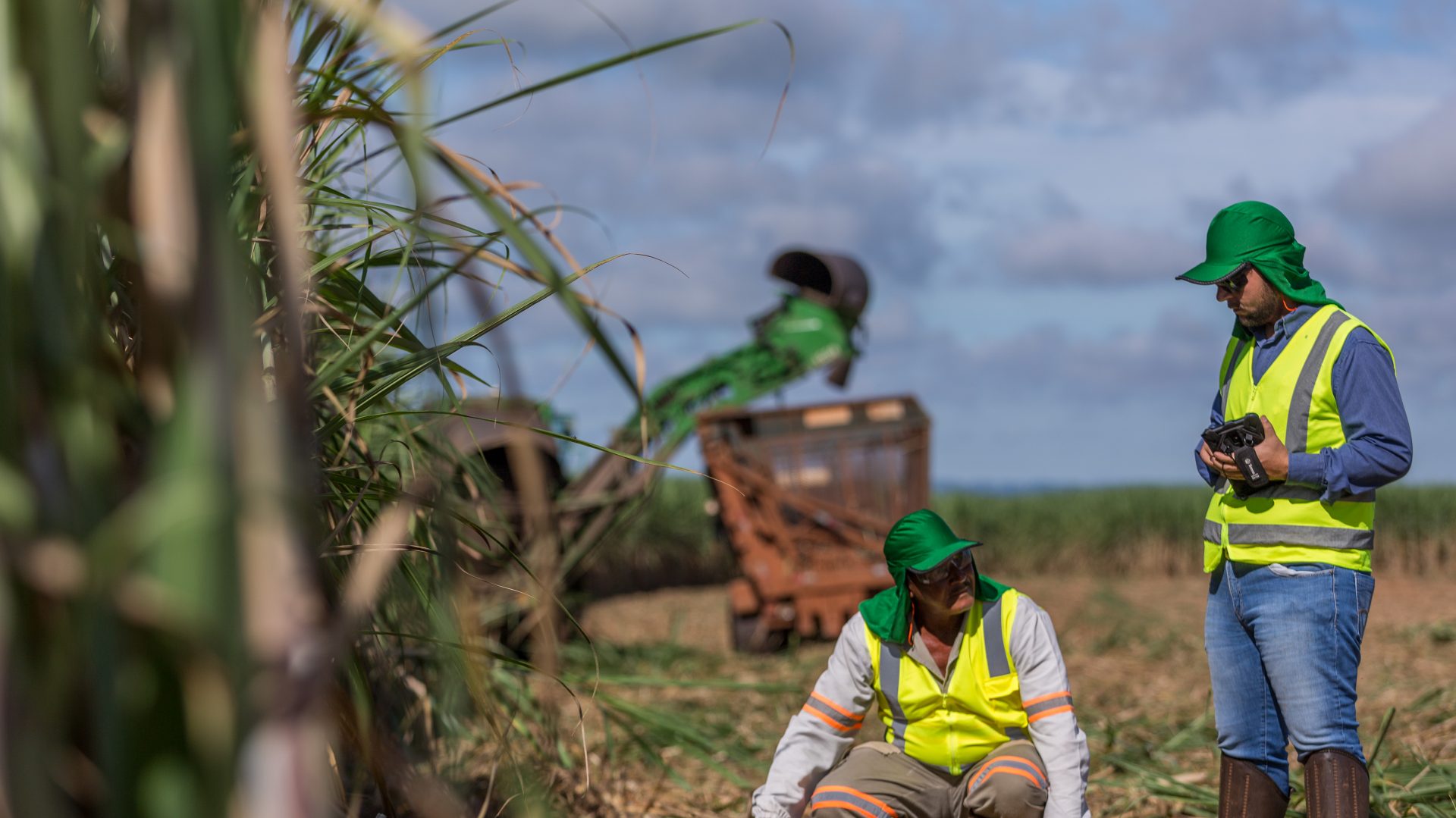 Sugar cane - Tereos - Tereos