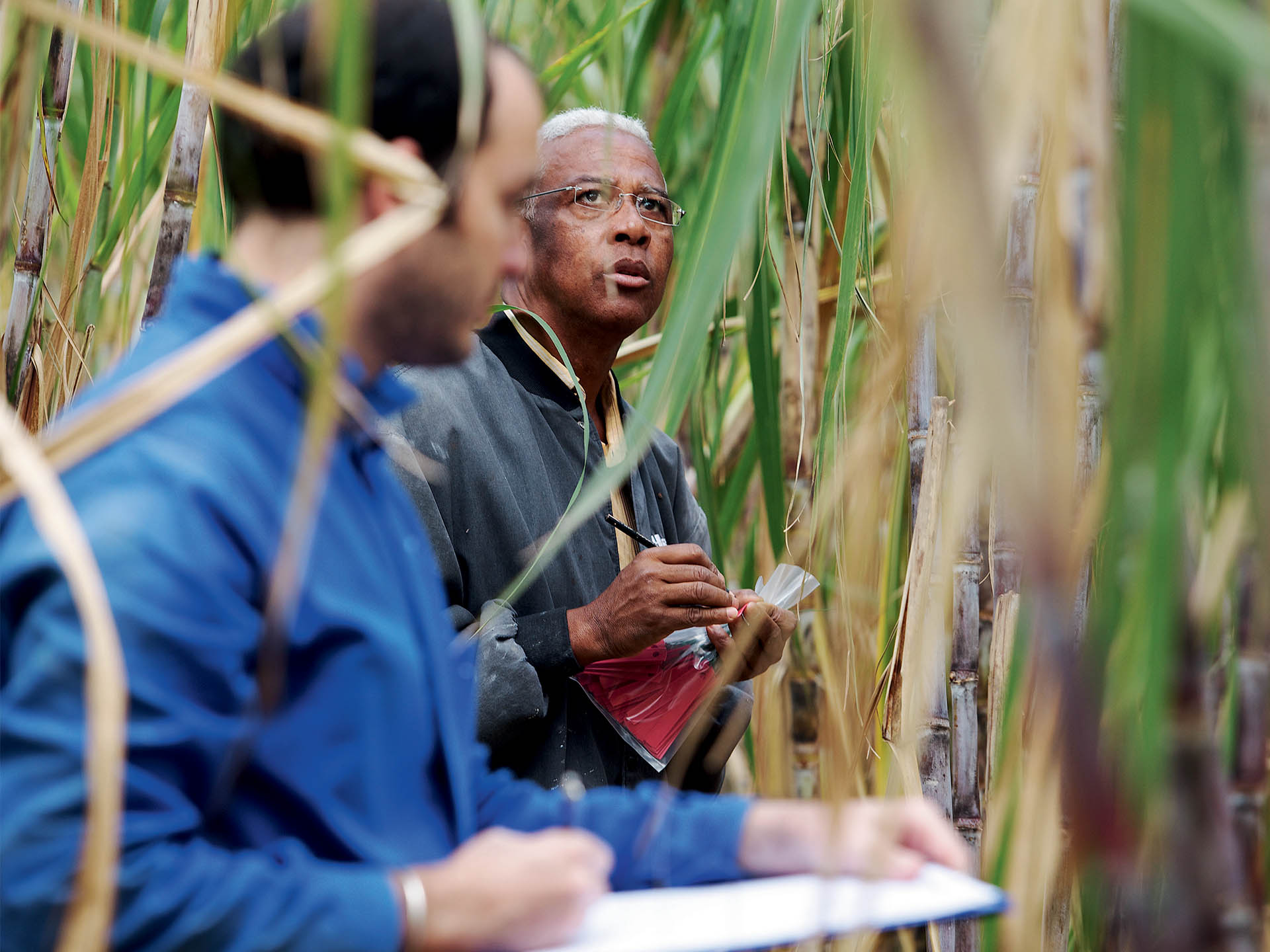 Tereos, playing a role in sustainable development - Tereos - Tereos