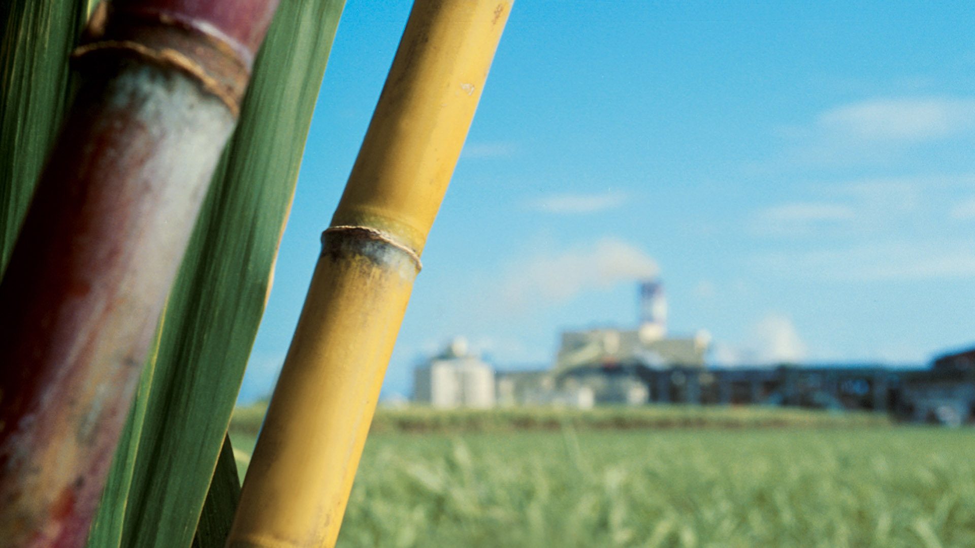 Sugar cane - Tereos - Tereos