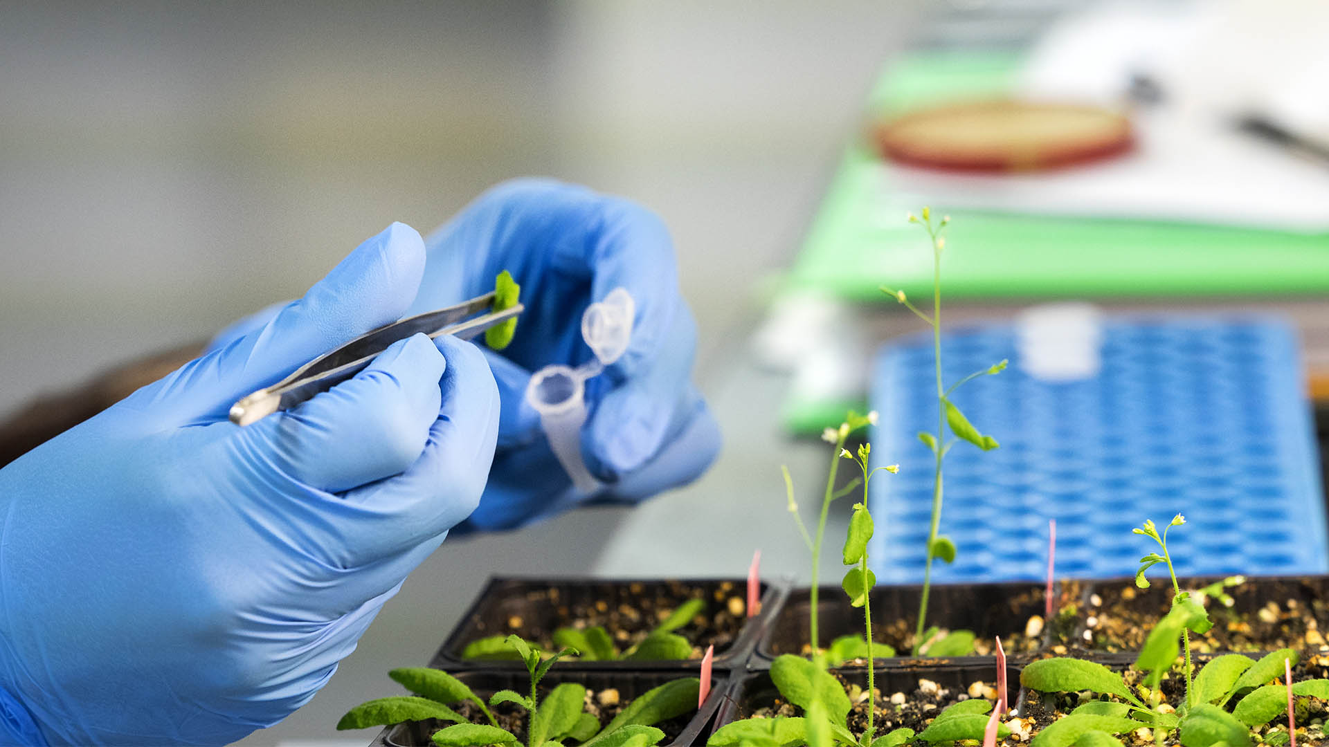 Química e fermentação de plantas - Brasil - Brasil