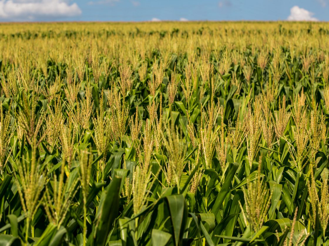 Milho - Brasil - Brasil